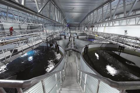 Marel sells tilapia processing line to Terrapez | News | World Fishing